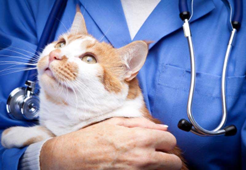 House Call Veterinary Services in Newark, DE | House Call Pet Doctor